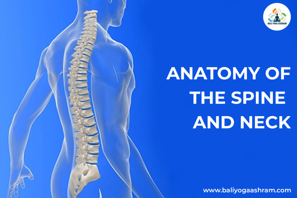 Anatomy of the Spine and Neck - Bali Yoga Ashram